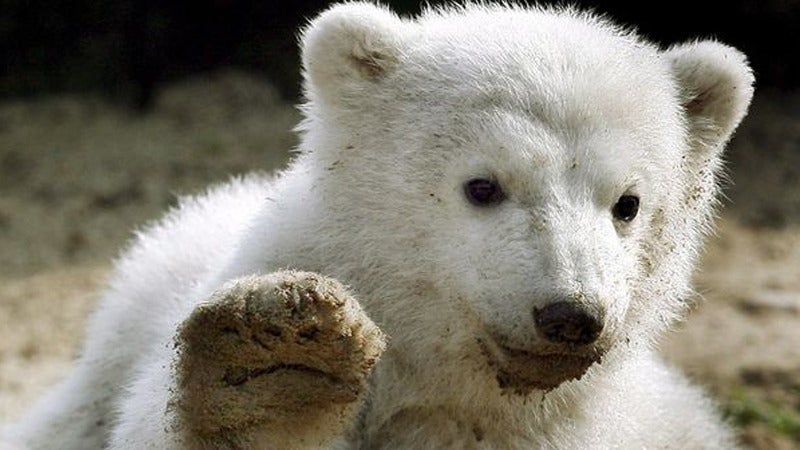 Knut sur M6+ : voir les épisodes en streaming