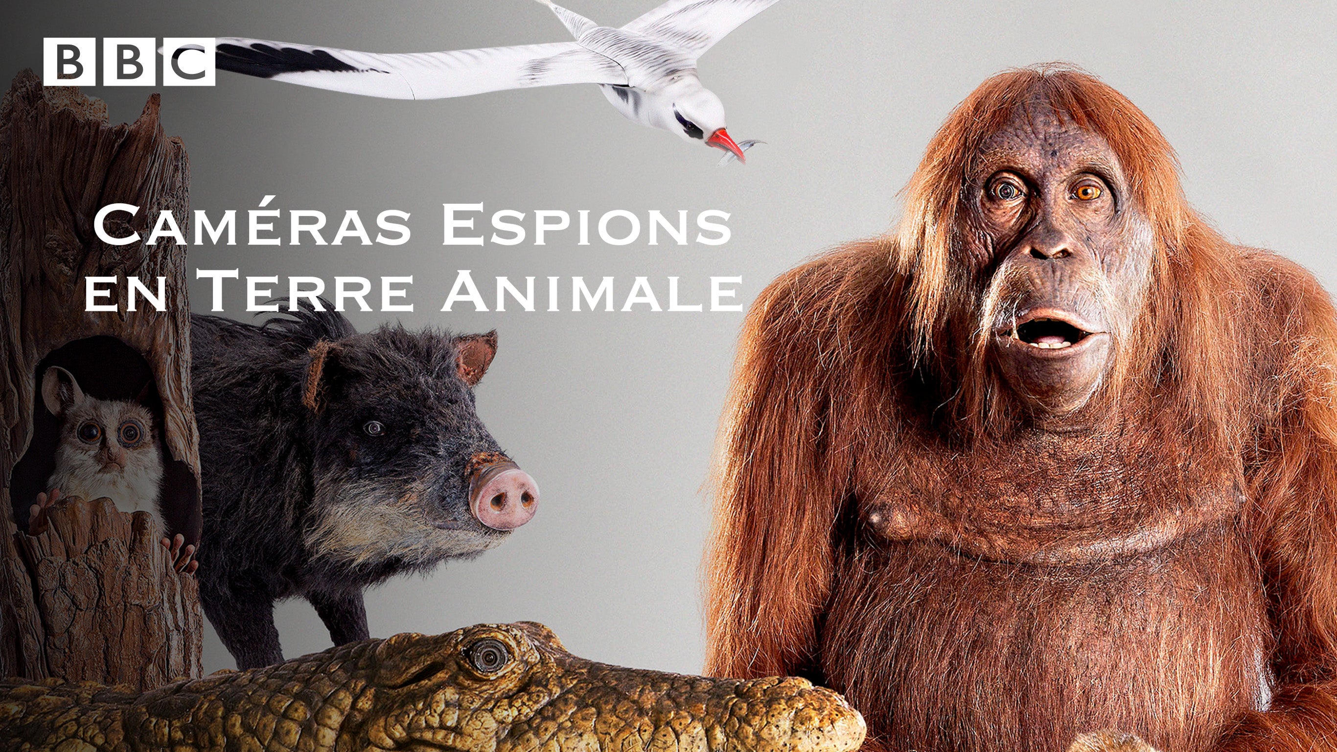 Caméras espions en terre animale sur M6+ : voir les épisodes en streaming