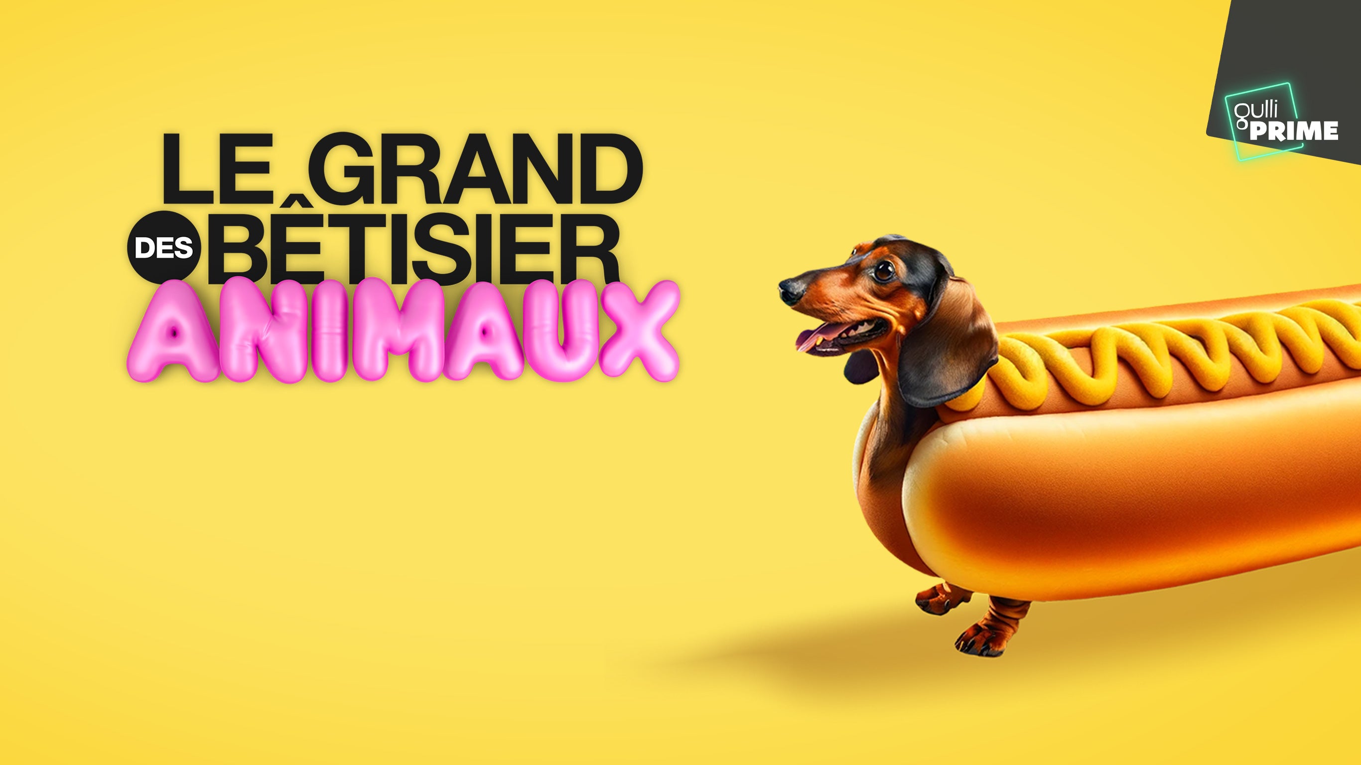 Le grand bêtisier des animaux sur M6+ : voir les épisodes en streaming