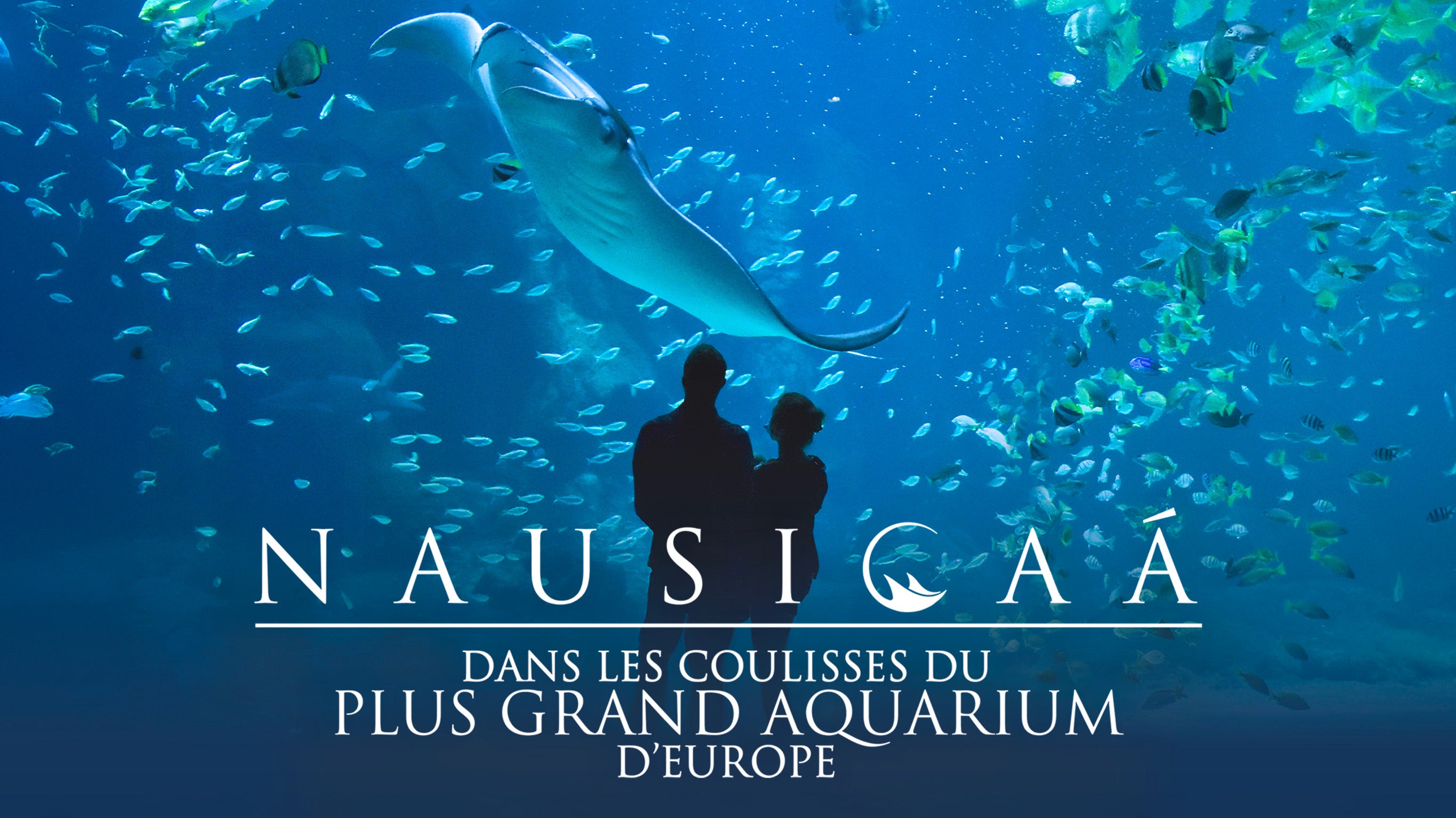 Nausicaà : dans les coulisses du plus grand aquarium d'Europe sur M6+ : voir les épisodes en ...